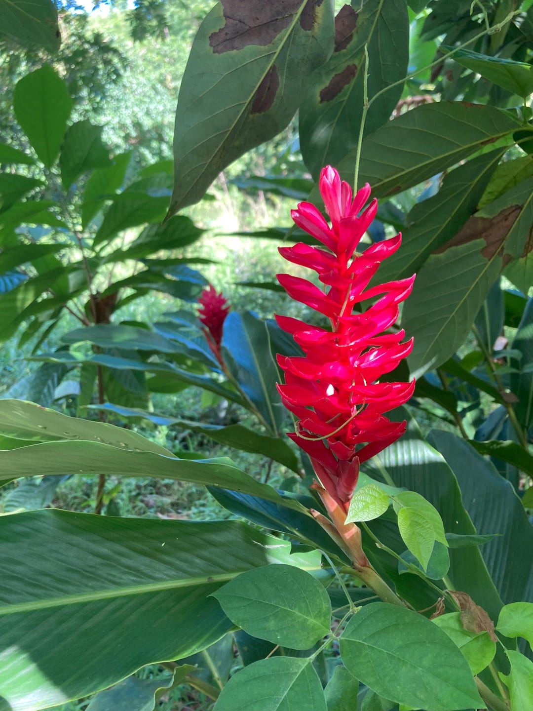 Red Hawaiian Ginger Flower - Etsy
