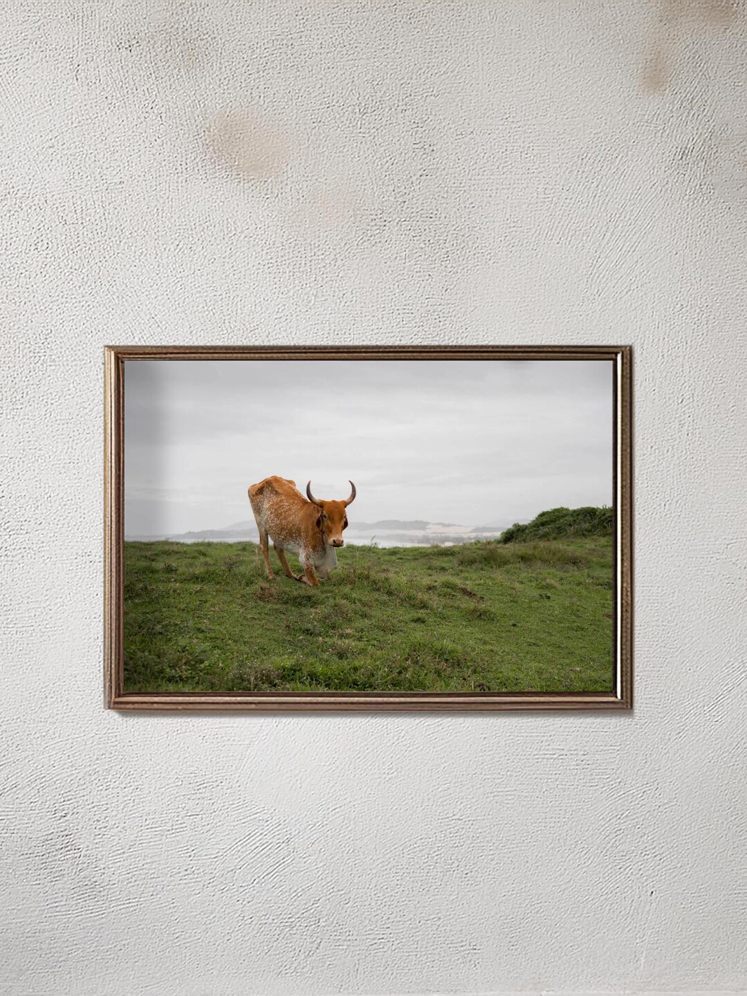 Happy Cow Print Cow at Beach Original Photography Cow Wall Statement ...