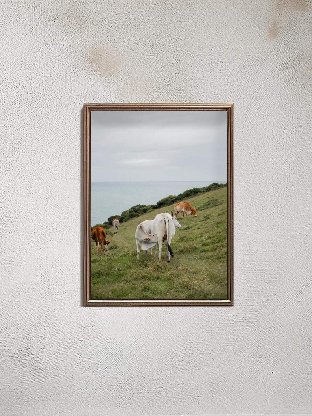 Cow Gang Print Cows at Beach Photo Art Statement Decor Cows Wall Art ...