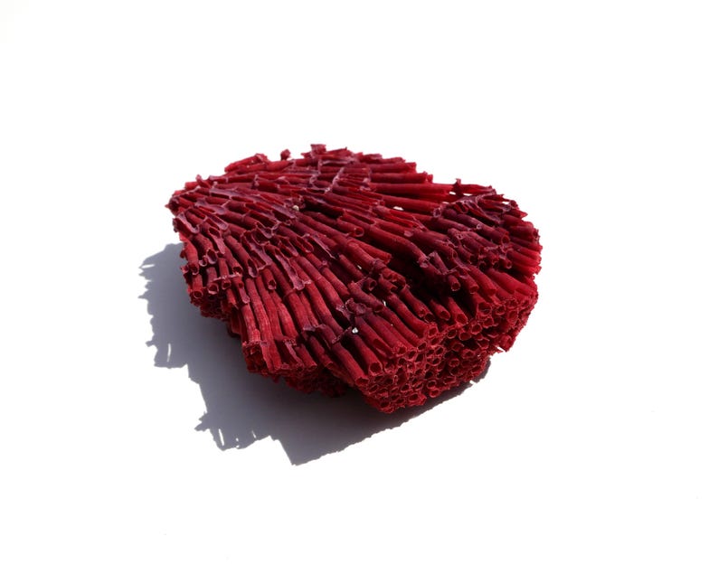 Raw Red Coral – Spiritual Stone for Strength & Grounding - Etsy