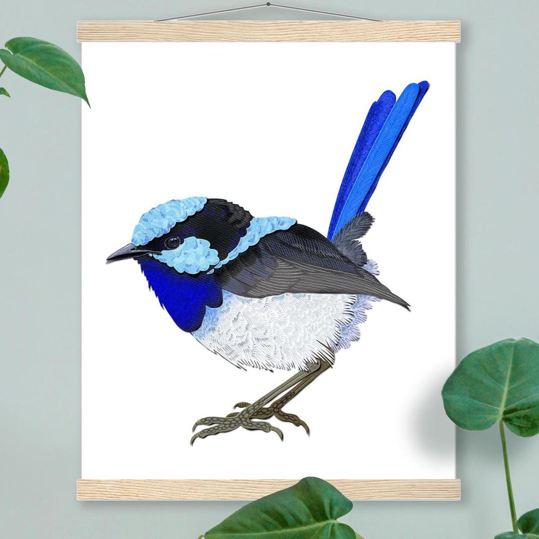 Superb Fairy Wren Poster and Hanger, Australian Bird Artwork, Blue ...