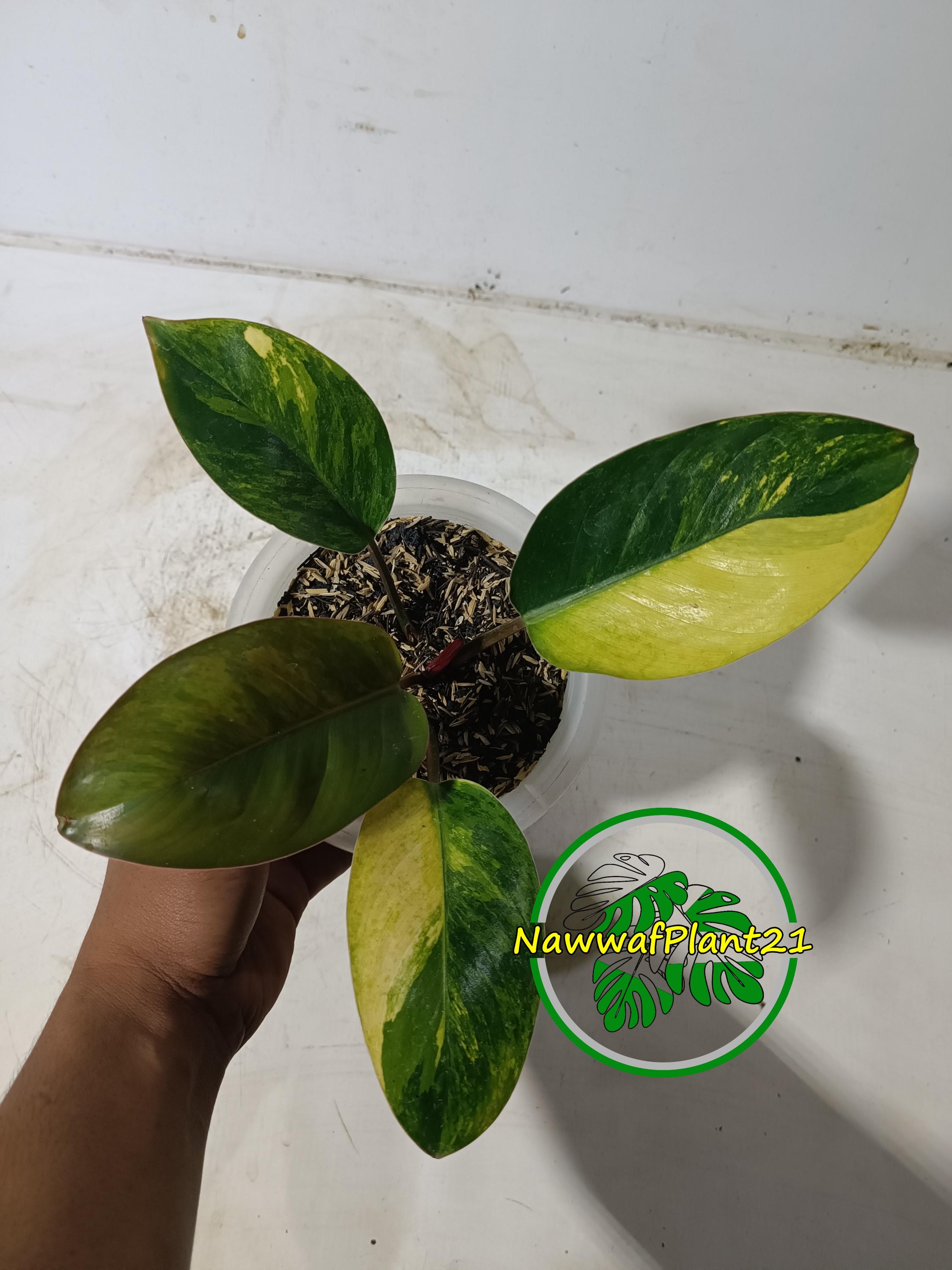 Original Photo Philodendron Yellow Congo Variegated Free Phytosanitary ...