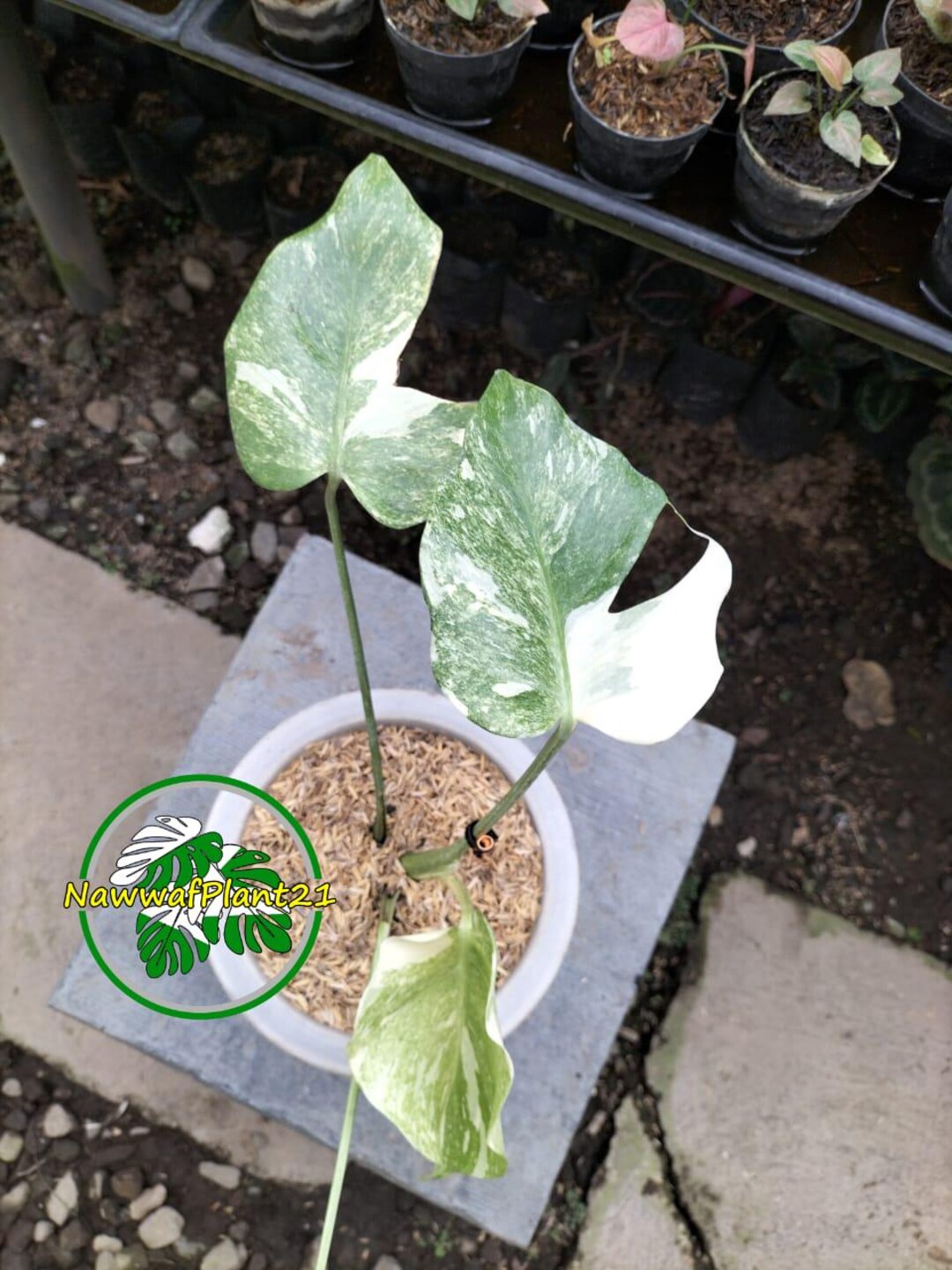Monstera Double Platinum Variegated Real Picture - Etsy