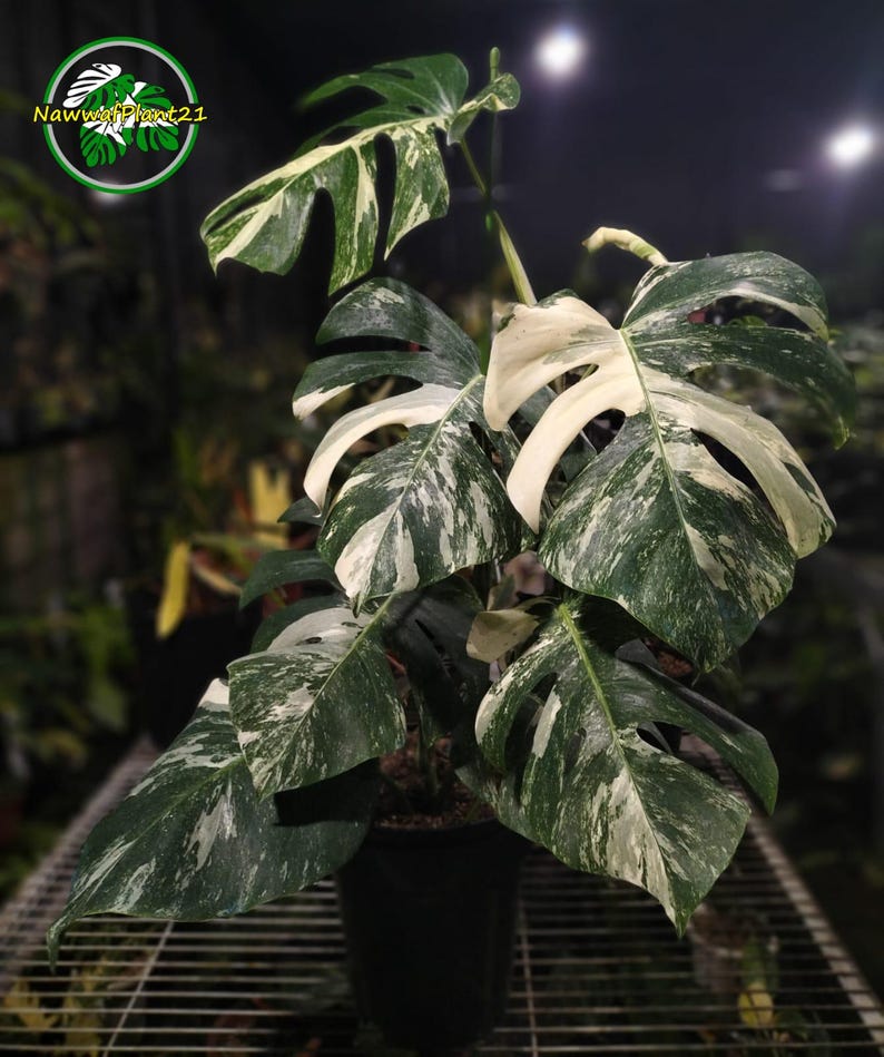 Monstera Albo White Tiger Variegated Exotica Real Picture - Etsy