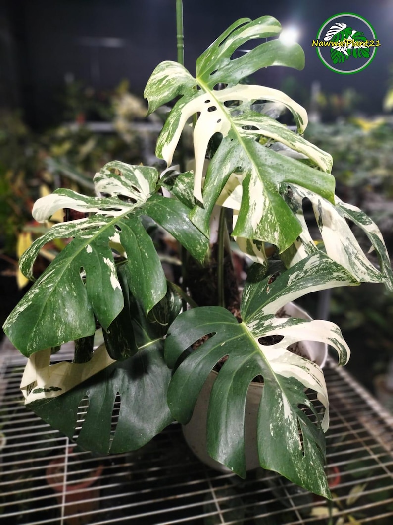 Monstera Albo White Tiger Variegated Size Large Mature Real Picture - Etsy