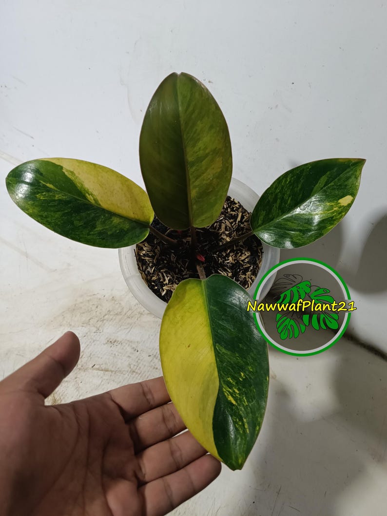 Original Photo Philodendron Yellow Congo Variegated Free Phytosanitary ...