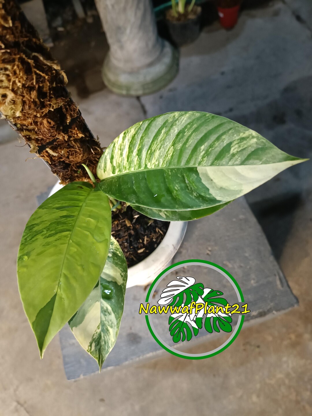 Real Pick Plant Rhaphidhopora Foraminifera Variegated by Ship DHL ...