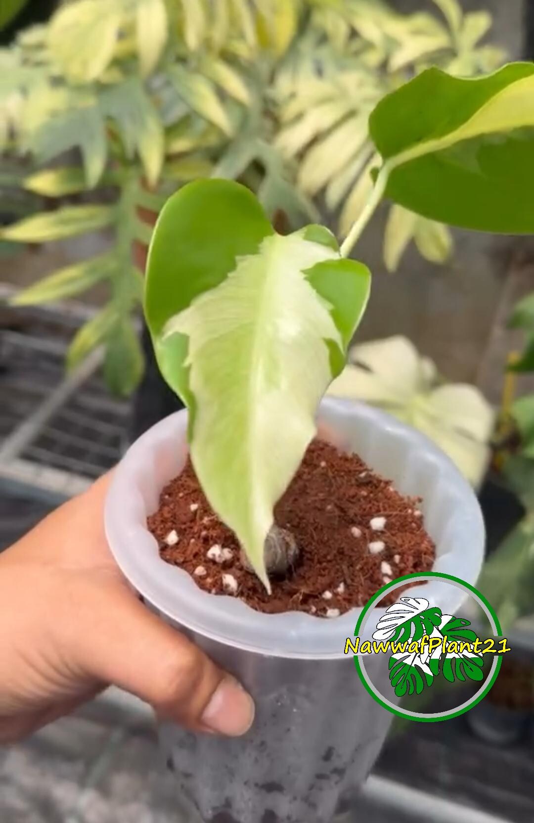 Monstera White Lava Variegated Sticking to Tuber Two Leaf Real Picture ...
