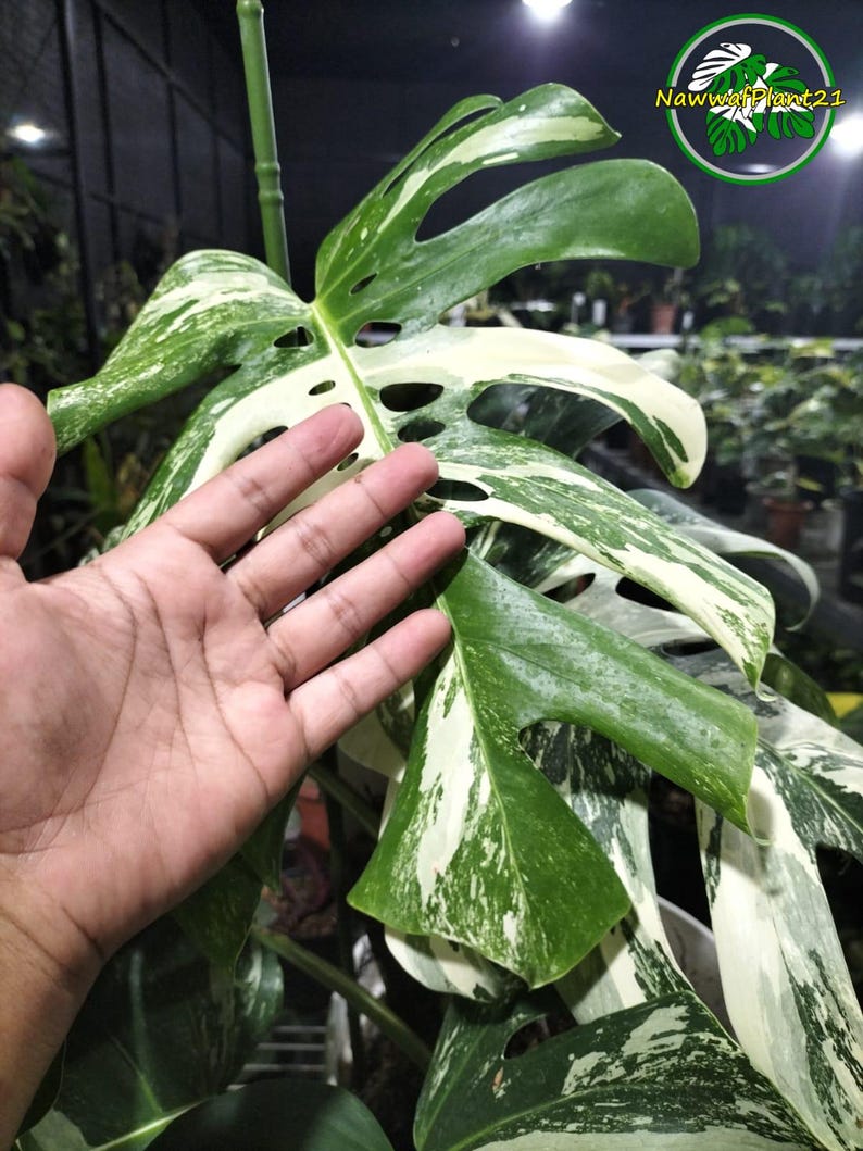 Monstera Albo White Tiger Variegated Size Large Mature Real Picture - Etsy