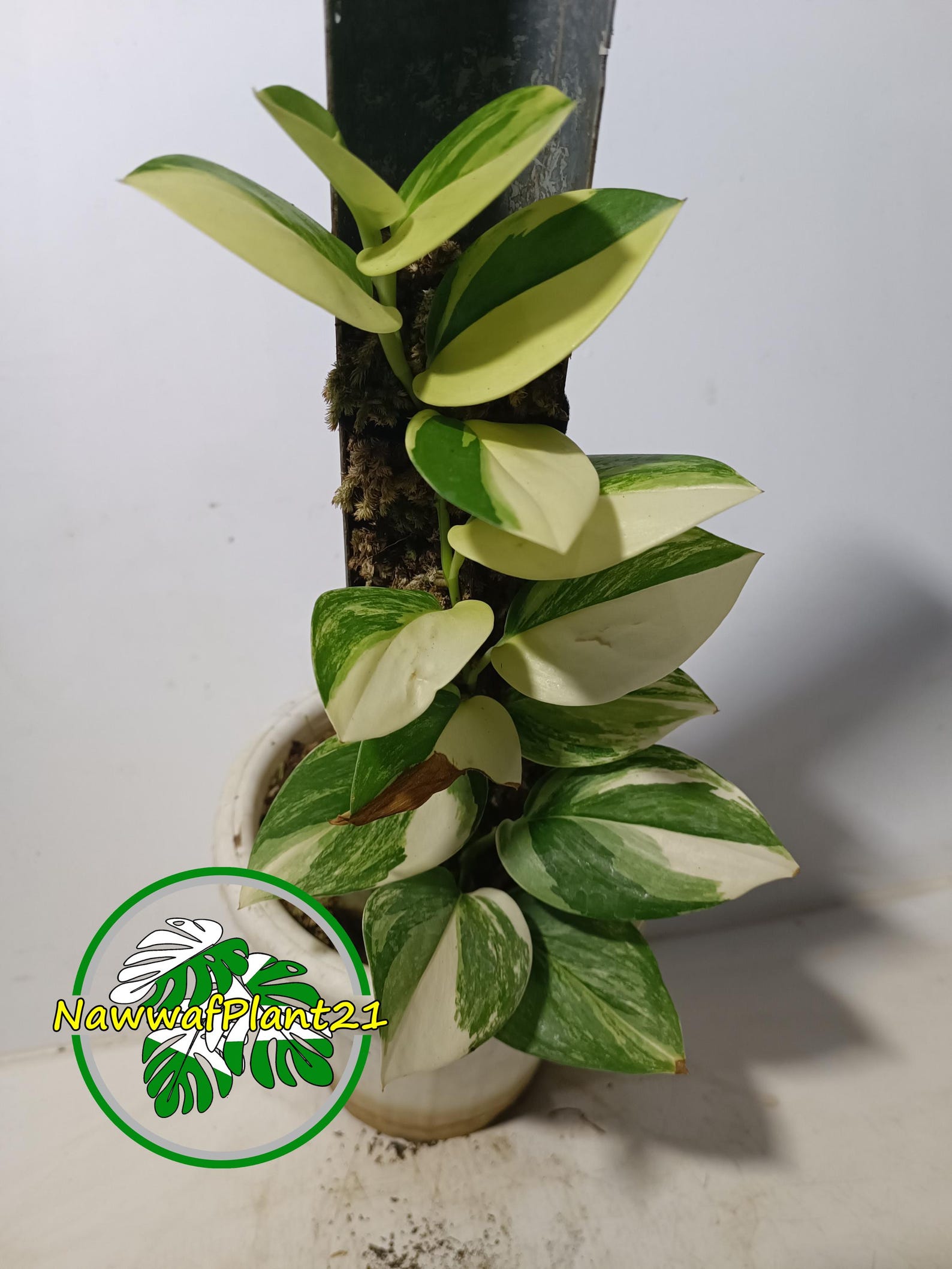 Real Photo Scindapsus Rubicon Variegated - Etsy