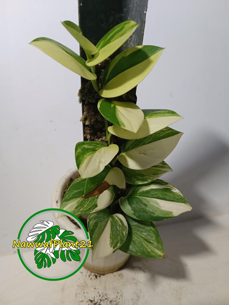 Real Photo Scindapsus Rubicon Variegated - Etsy