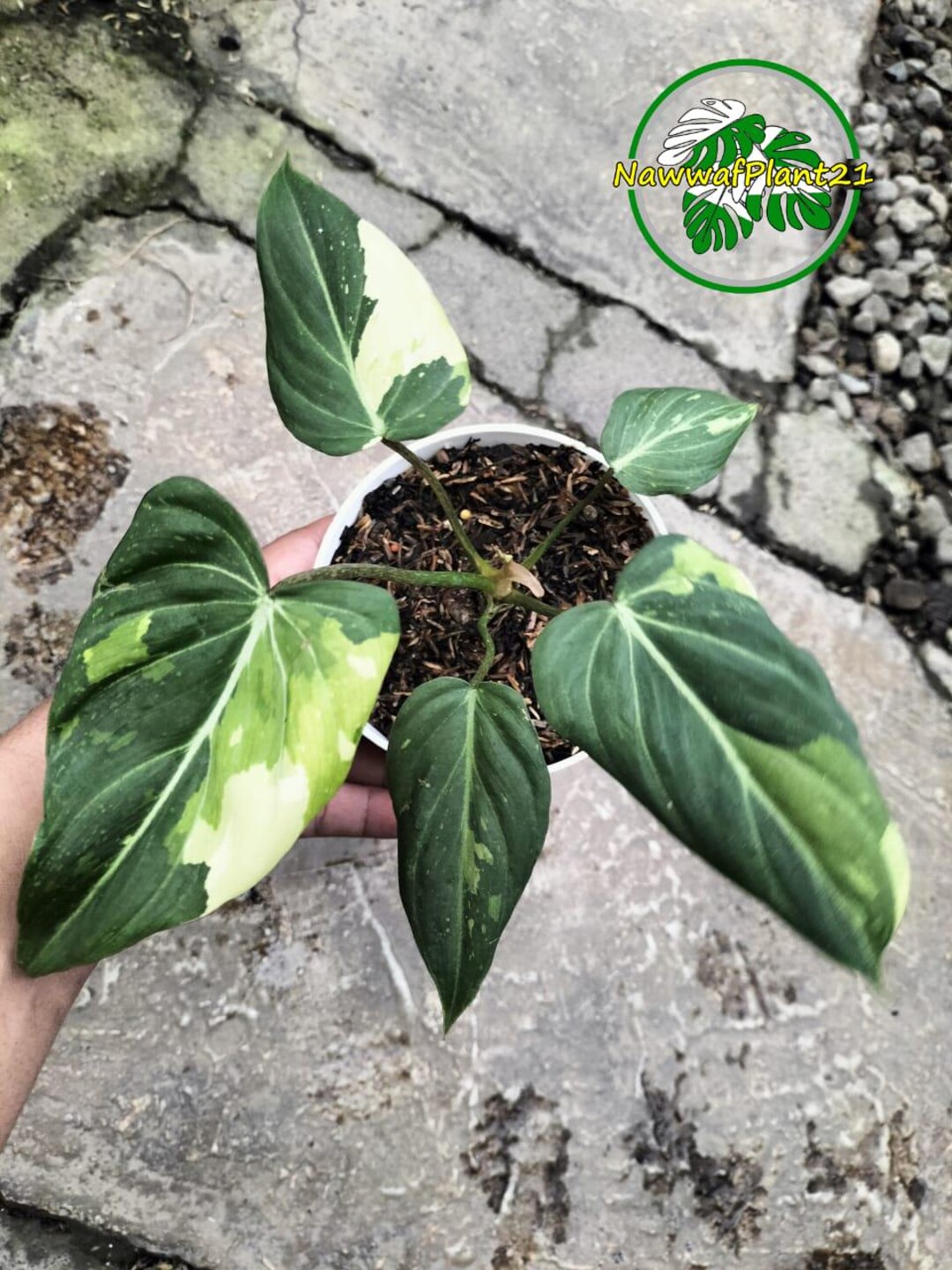 Philodendron Gloriosum Three Colors Variegated Real Picture Indoor ...
