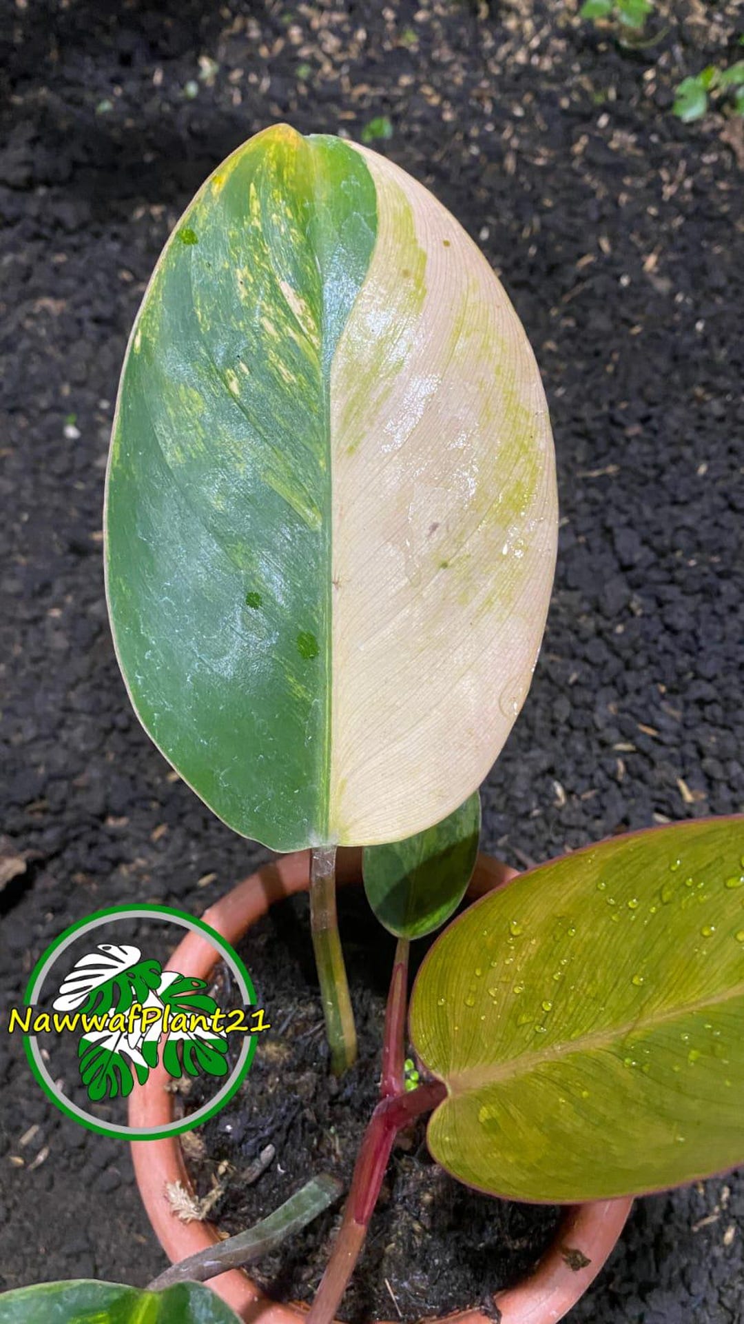 Real Pick Philodendron Yellow Congo Variegated Medium - Etsy
