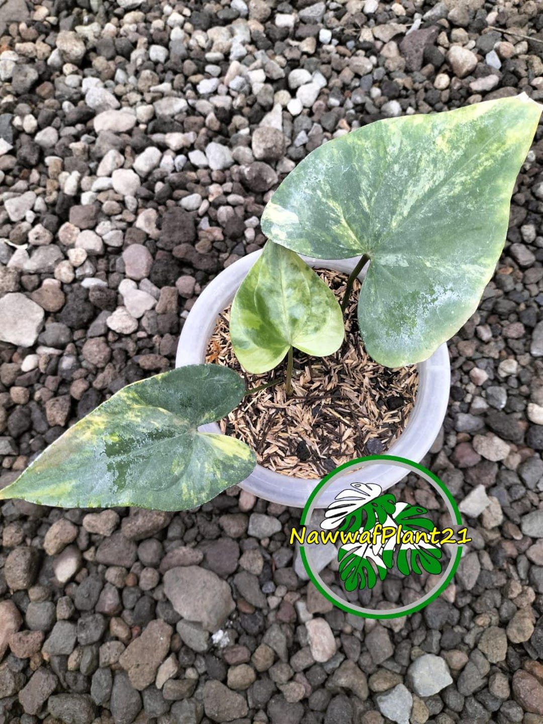 Anthurium Pterodactyl Variegated Mature Three Leaf Mature Real Picture ...