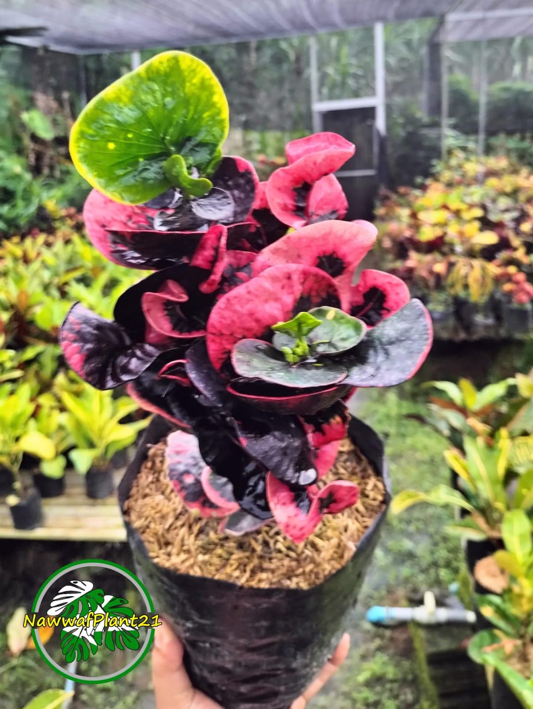 Codiaeum Variegatum Croton Apple Black Rose Real Picture - Etsy Canada