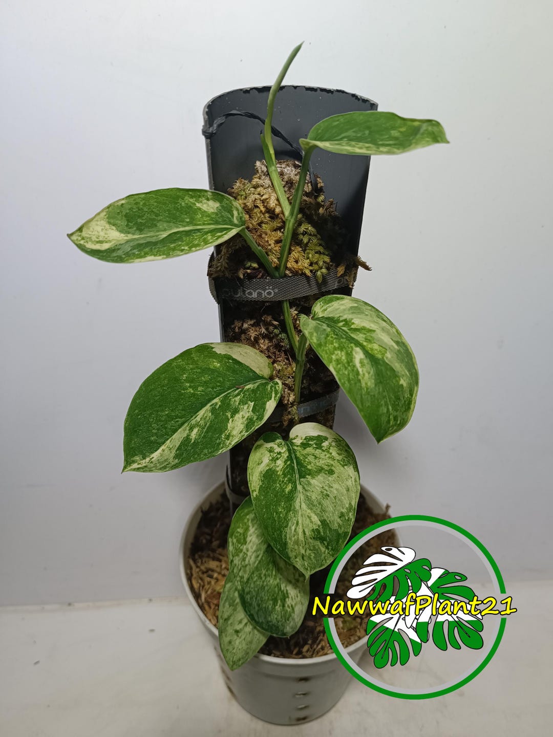 Real Pick Scindapsus Mangurai Variegated Lush Leaf - Etsy