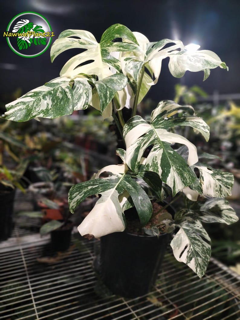 Monstera Albo White Tiger Variegated Plant - Etsy
