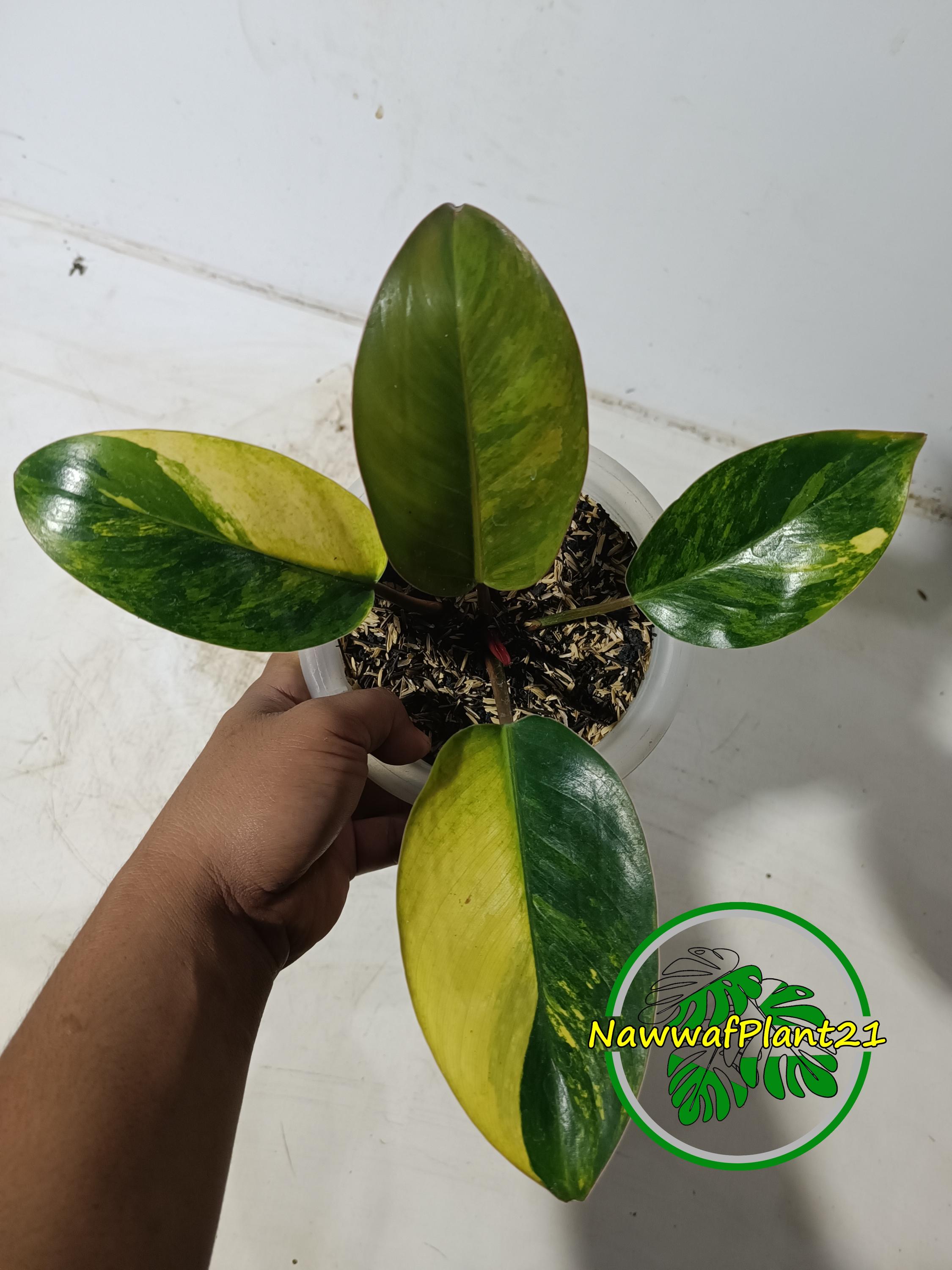 Original Photo Philodendron Yellow Congo Variegated Free Phytosanitary ...