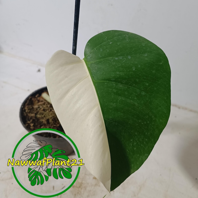 Bulbasaur Monstera - Etsy