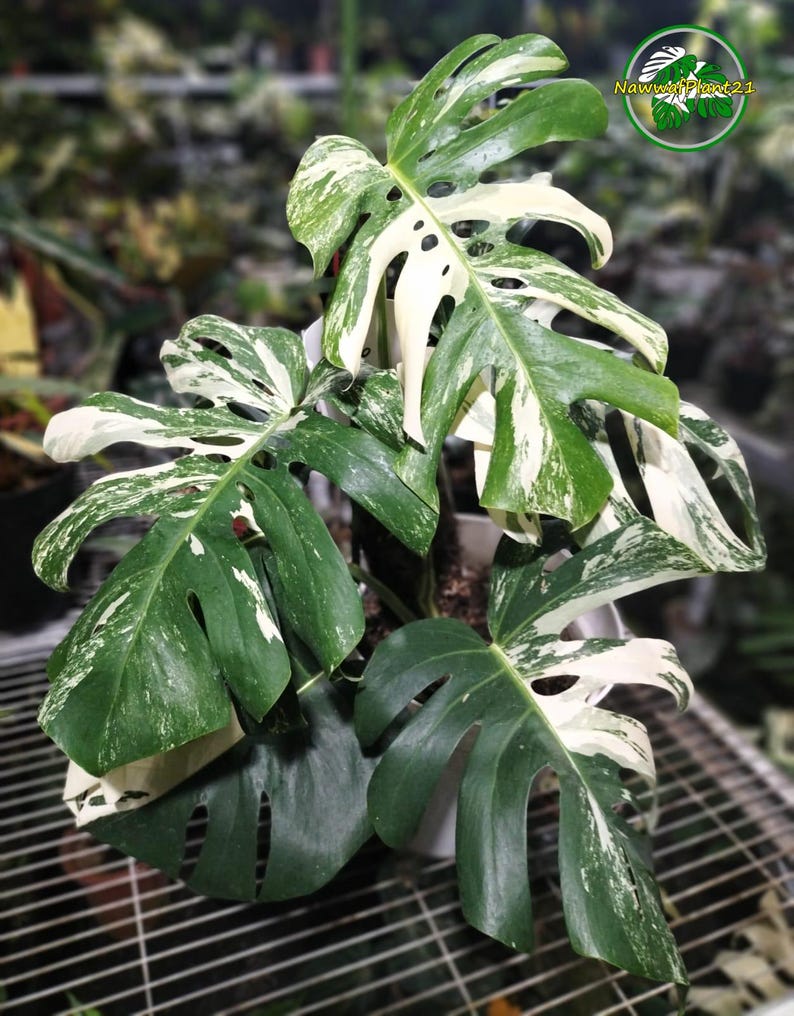 Monstera Albo White Tiger Variegated Size Large Mature Real Picture - Etsy