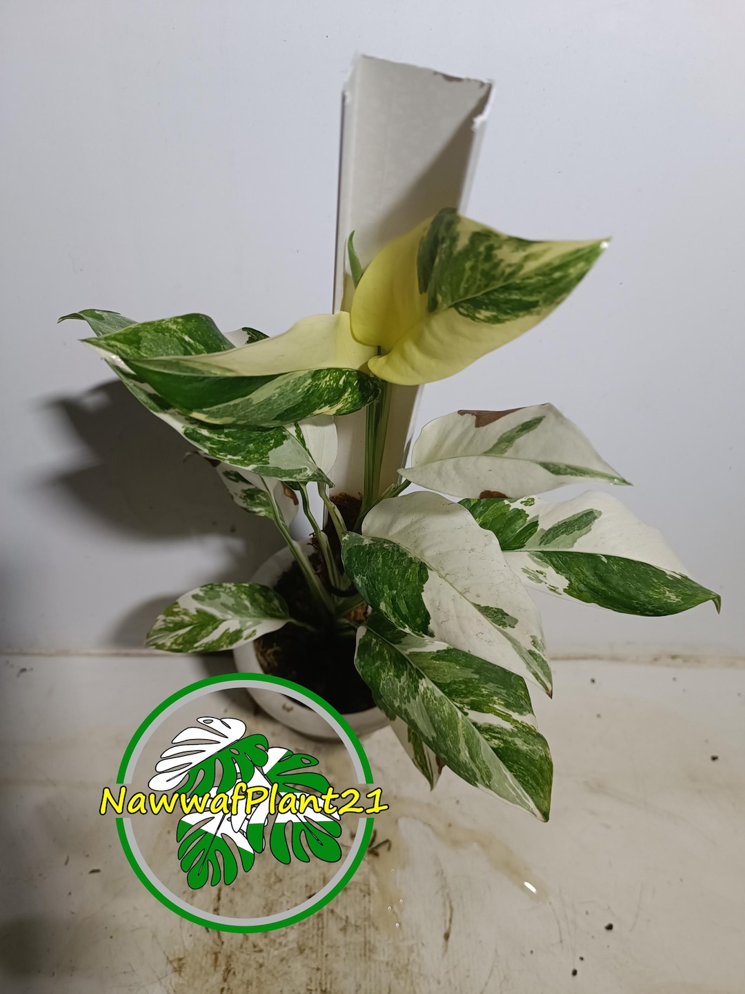 Real Photo Plant Monstera Laniata Variegated Lush Leaf Beautiful - Etsy