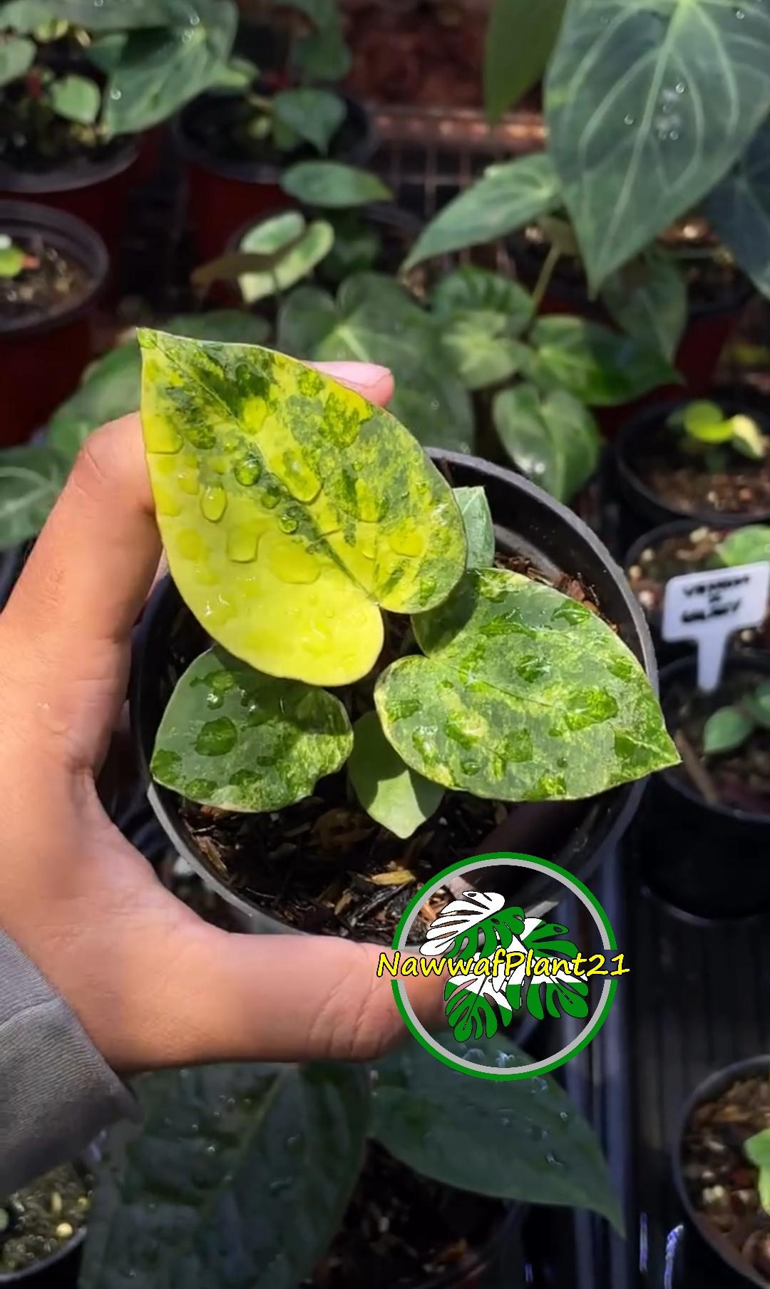 Plant Anthurium Black Venom X Megatron Variegated Real Picture - Etsy