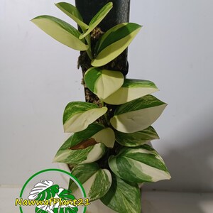 Real Photo Scindapsus Rubicon Variegated - Etsy