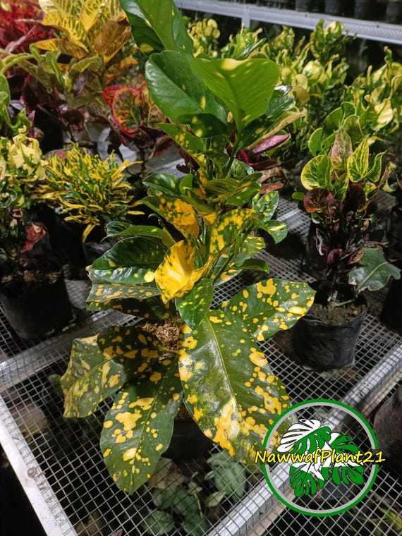 Codiaeum Variegatum Croton Yellow