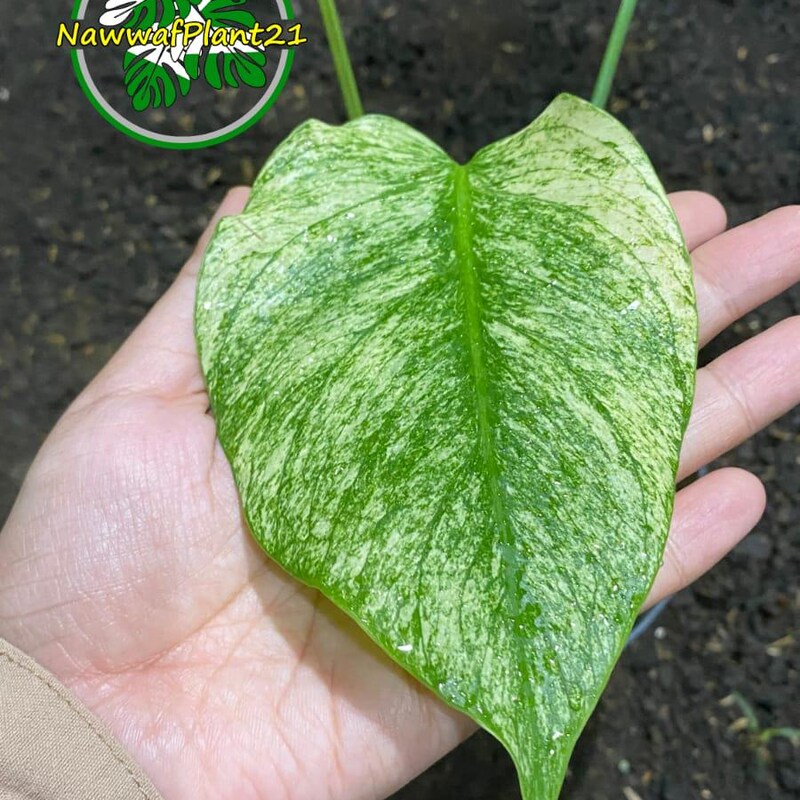 Monstera Devil Monster - Etsy