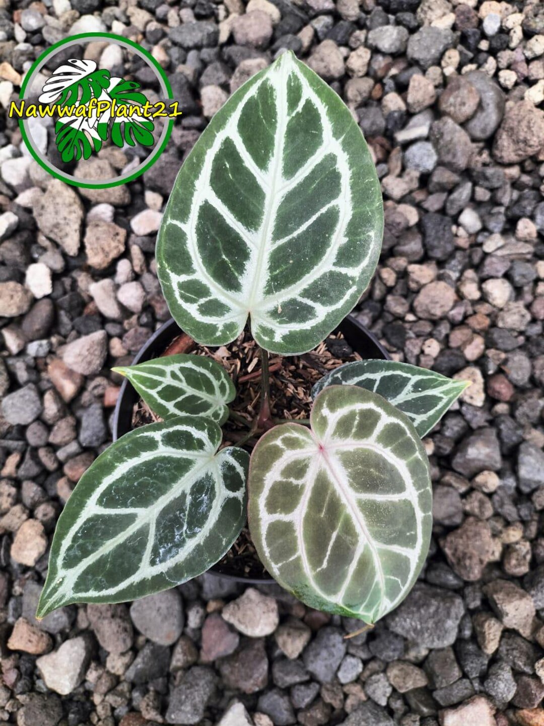 Anthurium Crystallinum Red Tiger Mature Real Picture - Etsy