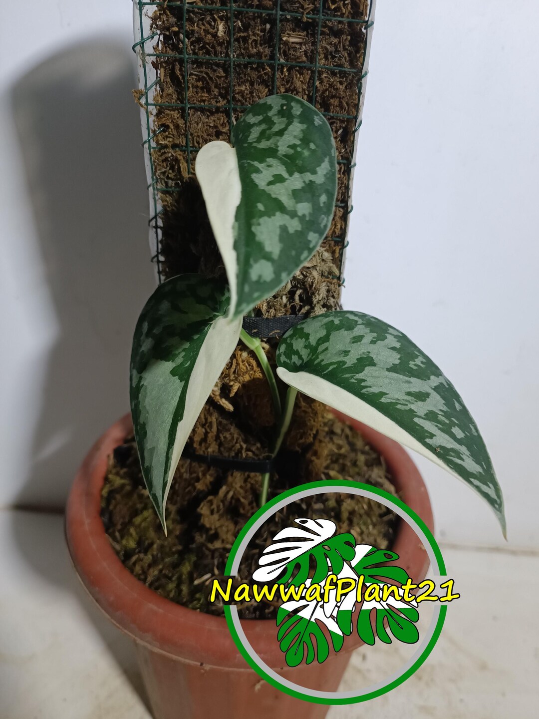 Real Photo Scindapsus Mayari Variegated Three Leaf - Etsy