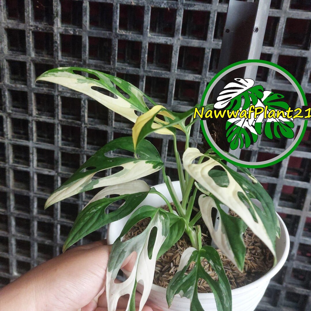 Real Pick Monstera Adansonii Japan Variegated Lush Leaves and Best ...