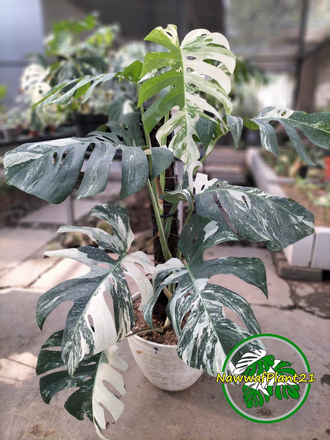 Monstera Albo White Tiger Variegated Real Pick - Etsy