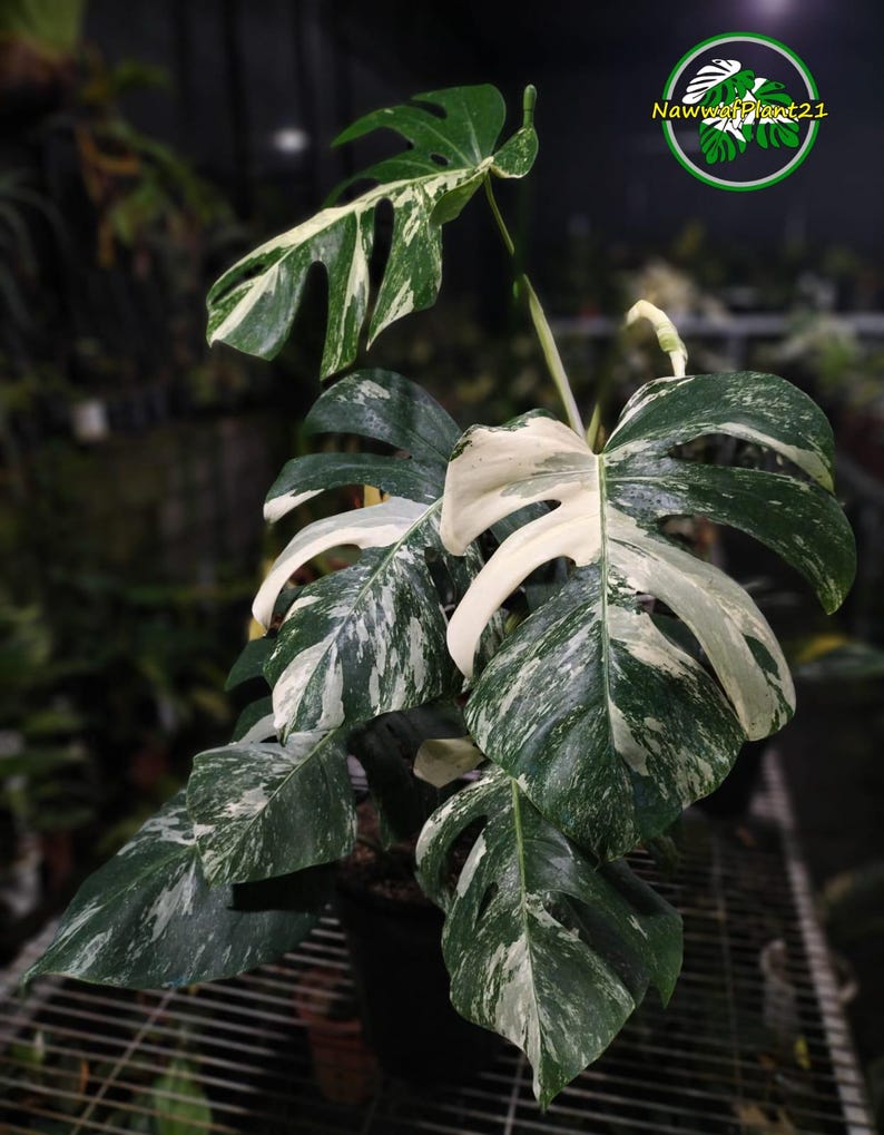 Monstera Albo White Tiger Variegated Exotica Real Picture - Etsy