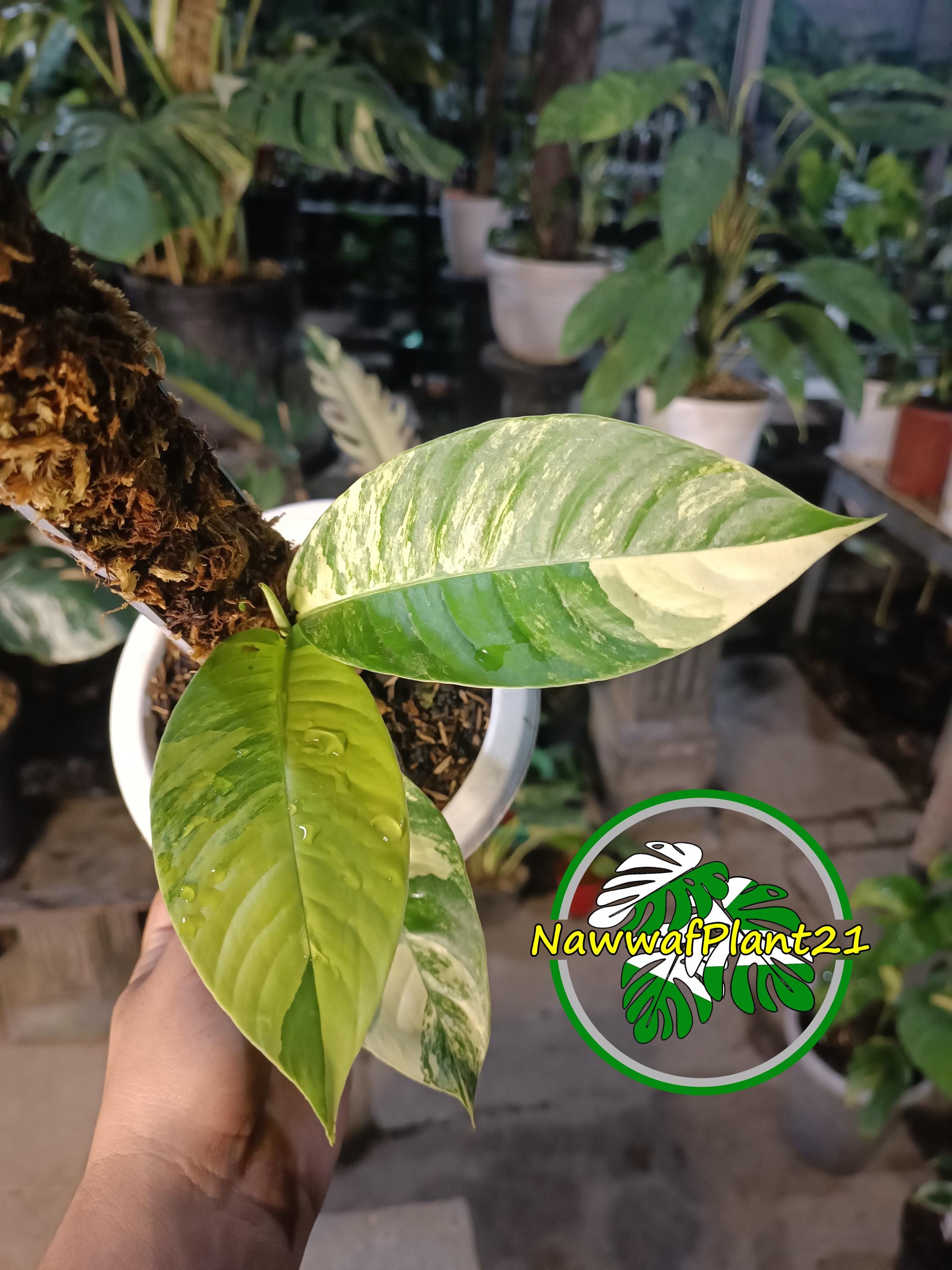 Real Pick Plant Rhaphidhopora Foraminifera Variegated by Ship DHL ...