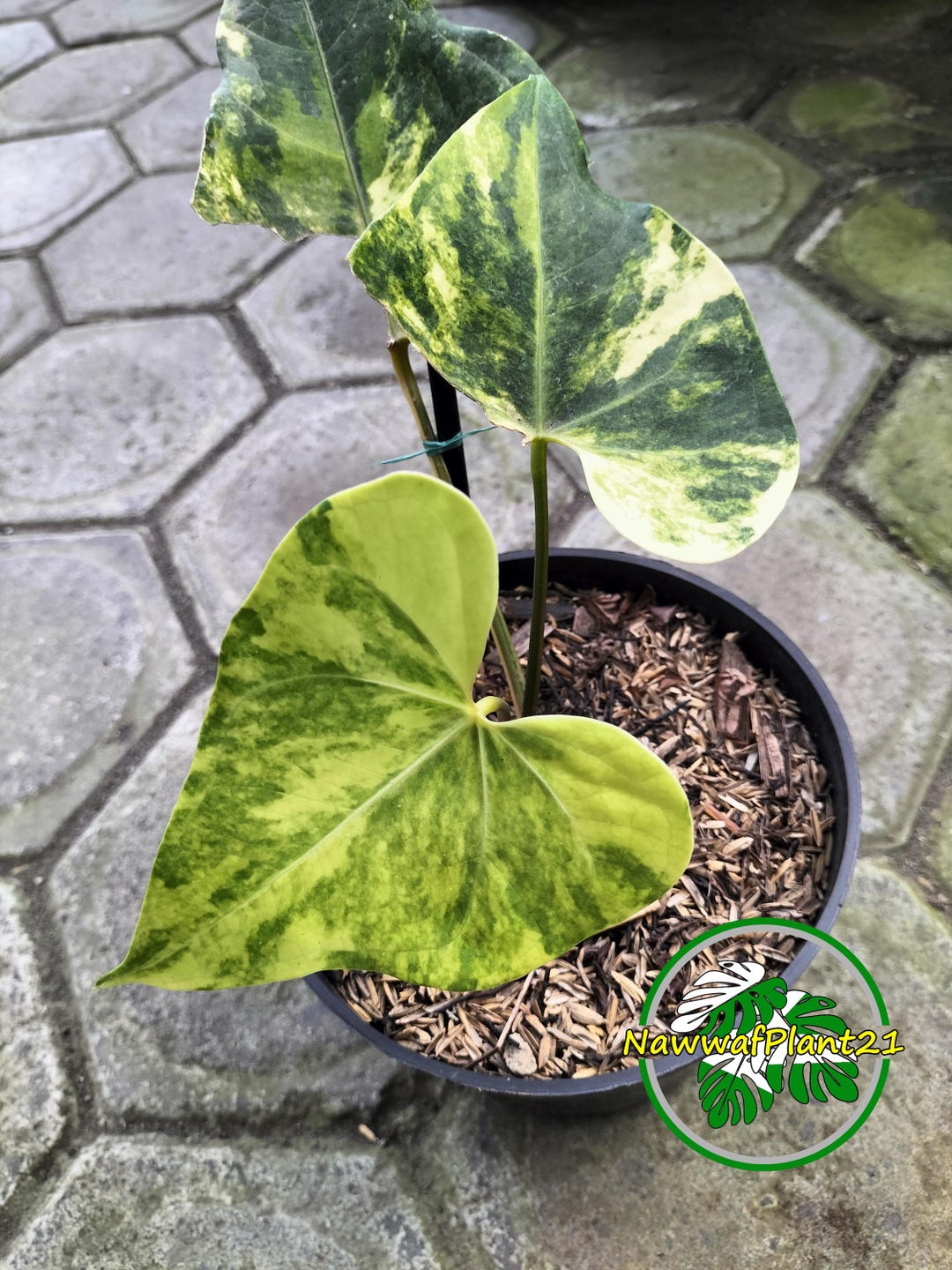 Anthurium Clarinervium X Pterodactyl Variegated Mature Three Leaf Real ...