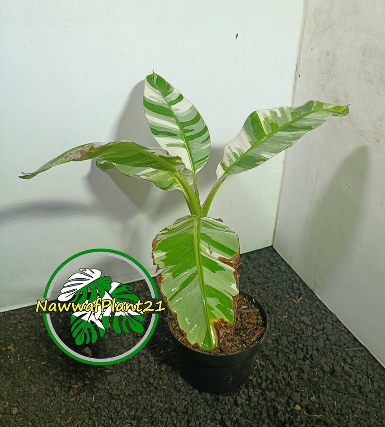 Banana Musa Aeae Variegated - Etsy