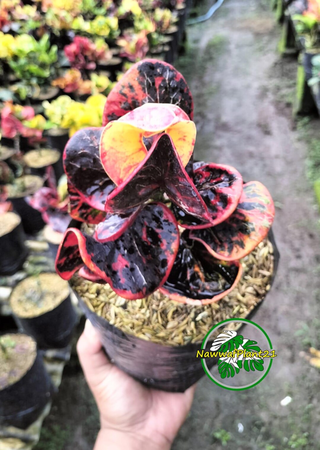 Real Picture Codiaeum Variegatum Croton Apple Puspita Beautiful - Etsy