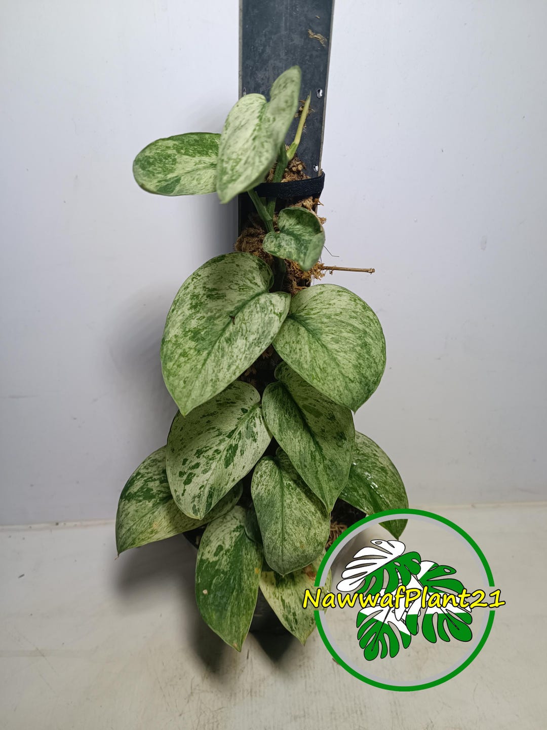 Real Pick Scindapsus Marble Queen Variegated by Ship DHL Express - Etsy