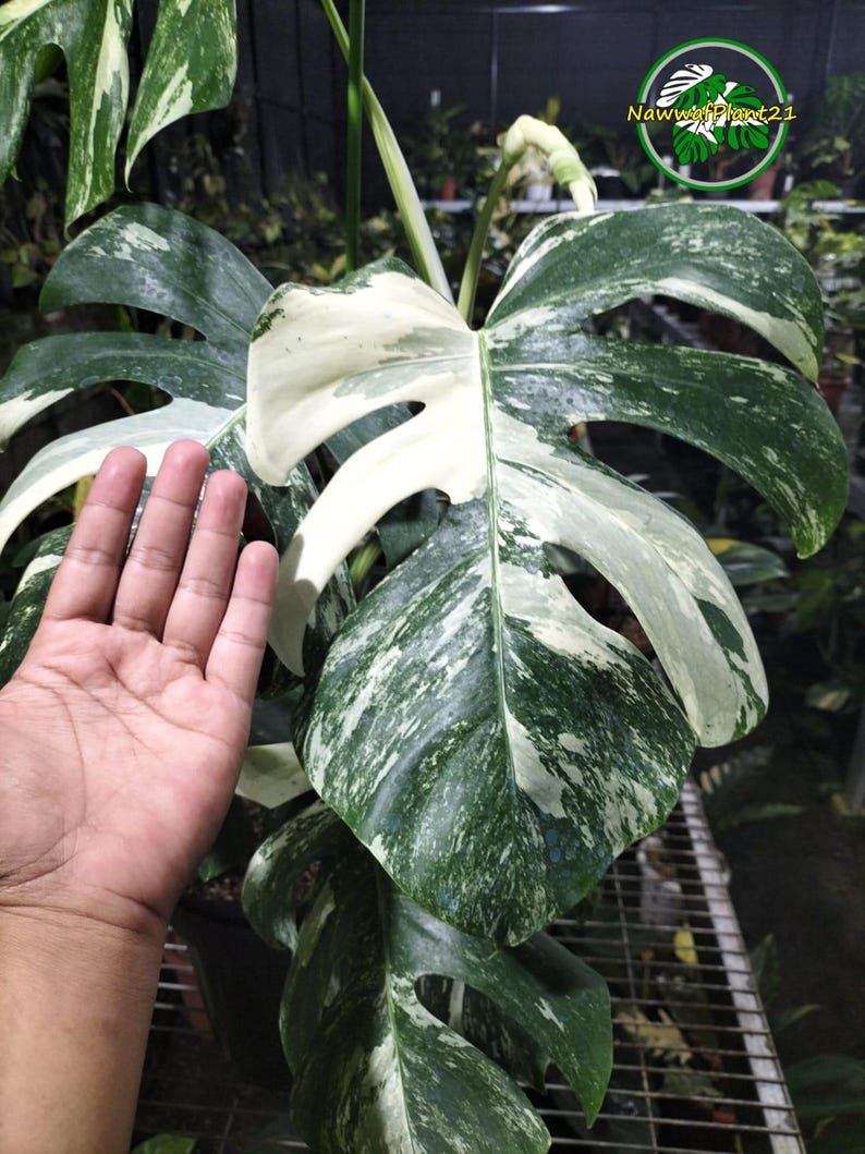 Monstera Albo White Tiger Variegated Exotica Real Picture - Etsy