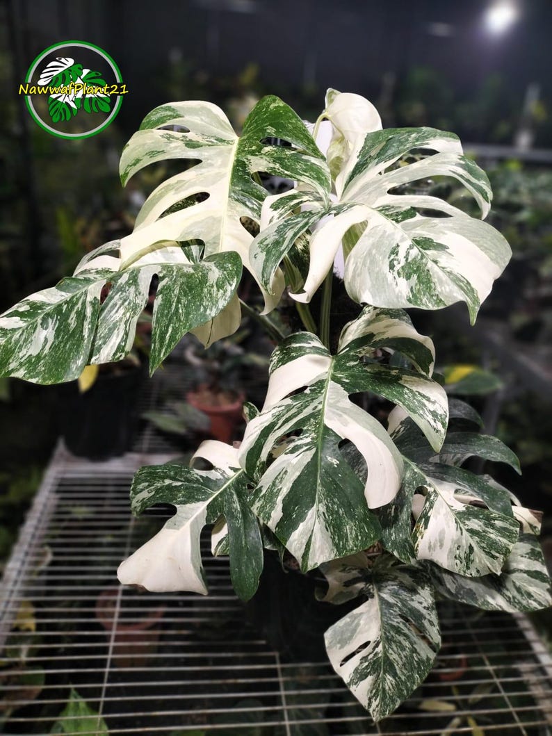 Monstera Albo White Tiger Variegated Plant - Etsy