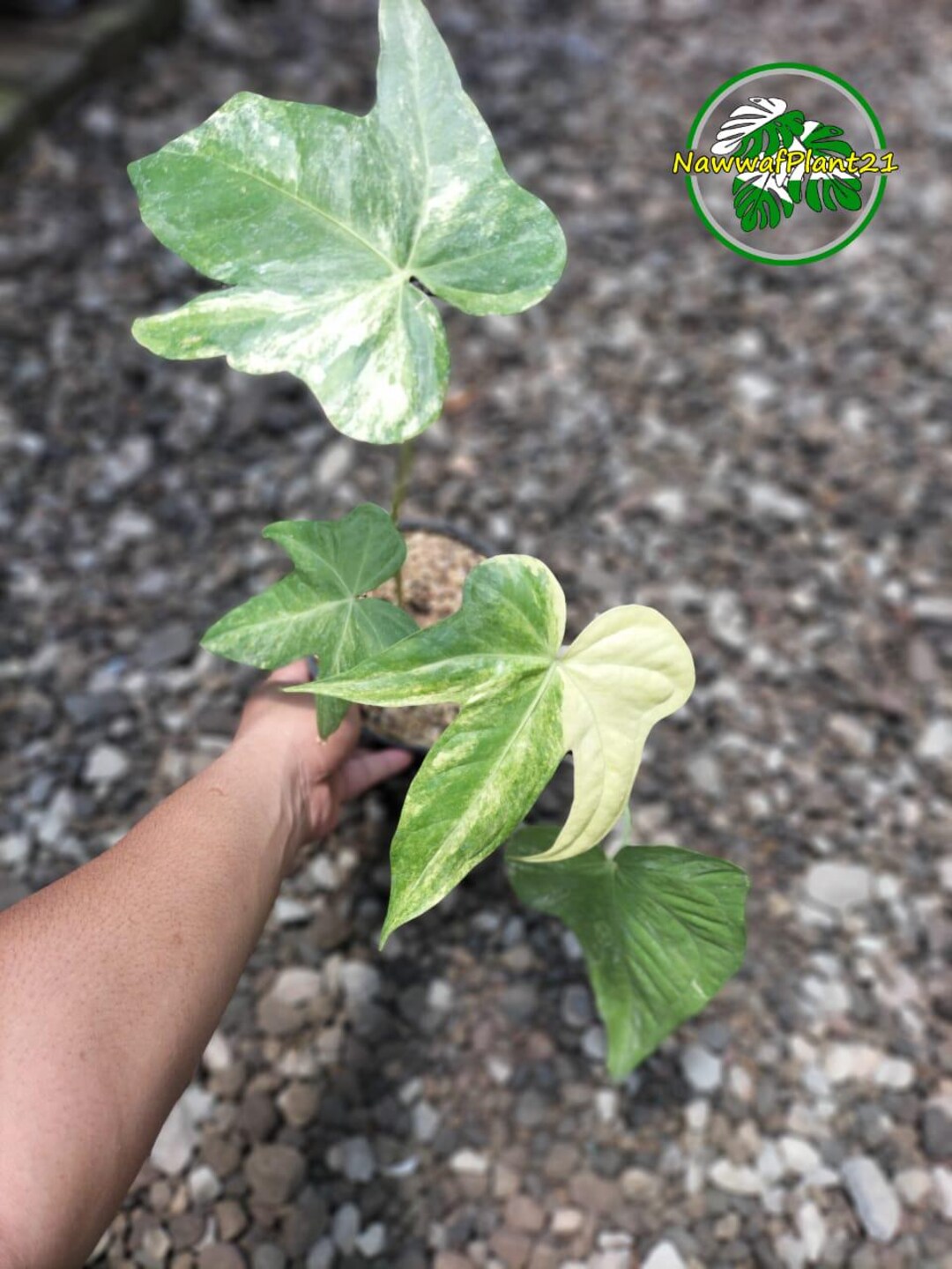 Plant Anthurium Pterodactyl Variegated Real Picture - Etsy