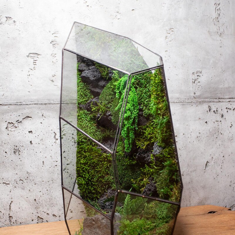 Moss Terrarium - Etsy