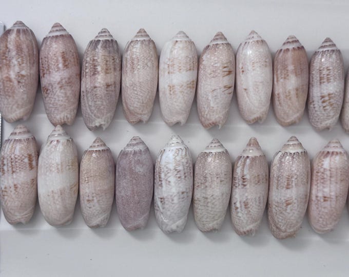 20 Real Large Olive Seashells, Natural Shells, Jupiter Beach, Florida ...