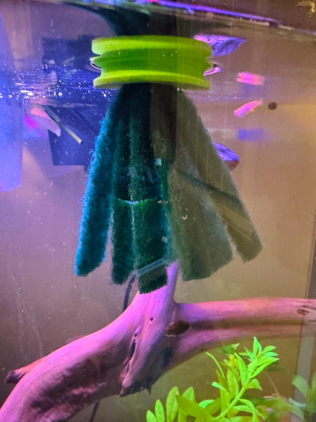 Aquatic Spawning Mop. Breeding Floating Mop for Aquarium Fish. Egg ...