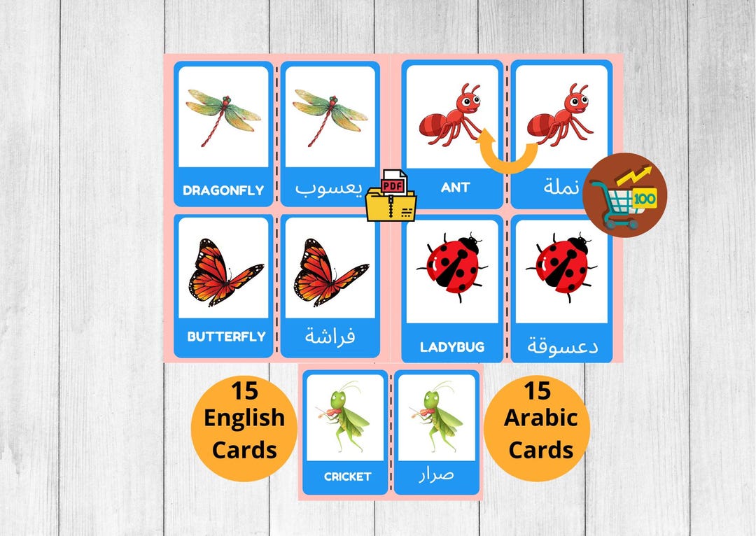 Insect Flashcards, Flashcards Arabic and English, Flashcards on Insect ...