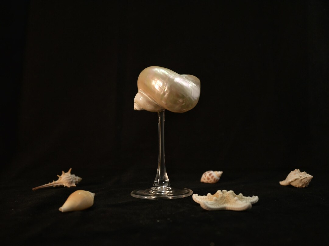 Shell Conch Cup, Handmade Cuisine Dessert Seashell Goblet, Customized ...