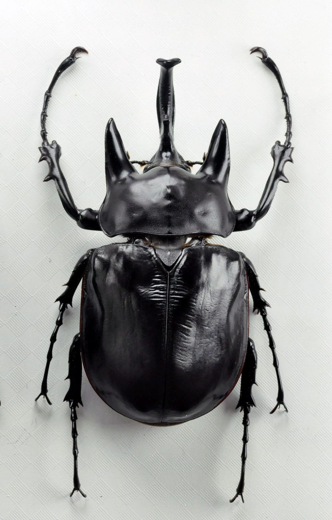 Model Megasoma MARS Beetle: Real World Scale Photogrammetry Model Using ...