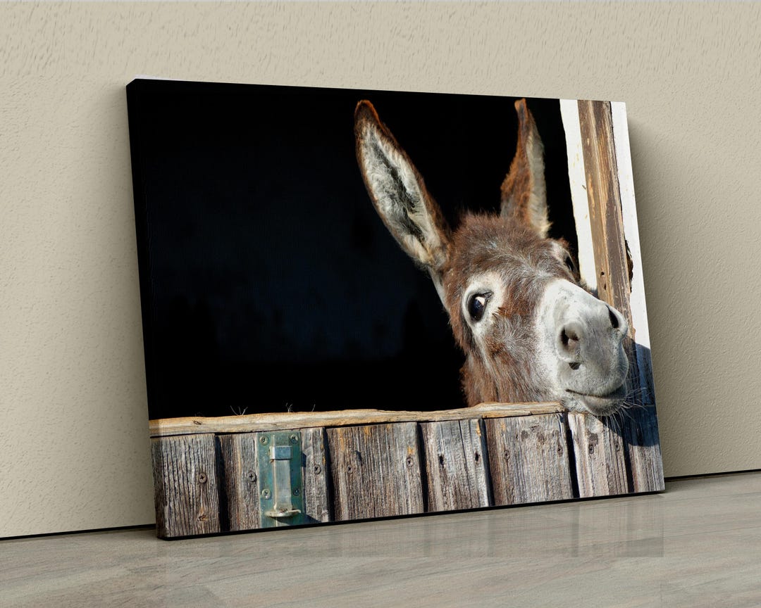 Funny Donkey Canvas, Animals Funny Print, Fine Art Photography, Art ...