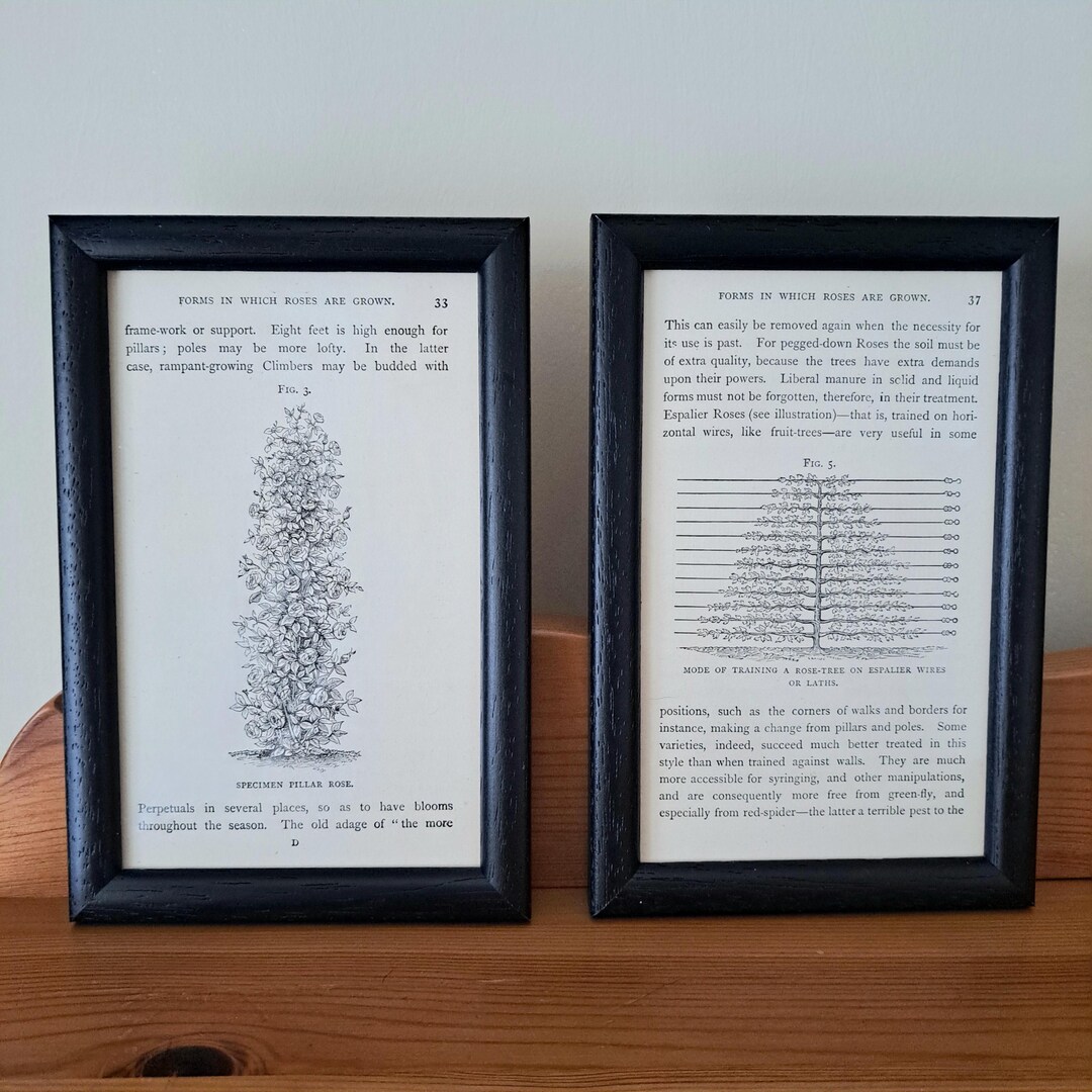 Pair of Antique, Botanical, Woodcut Book Plates in New, Custom Frames ...